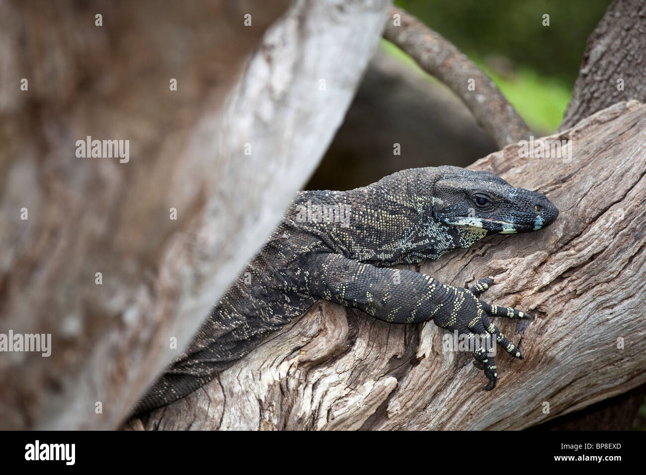Lace monitor lizard hi-res stock photography and images - Alamy