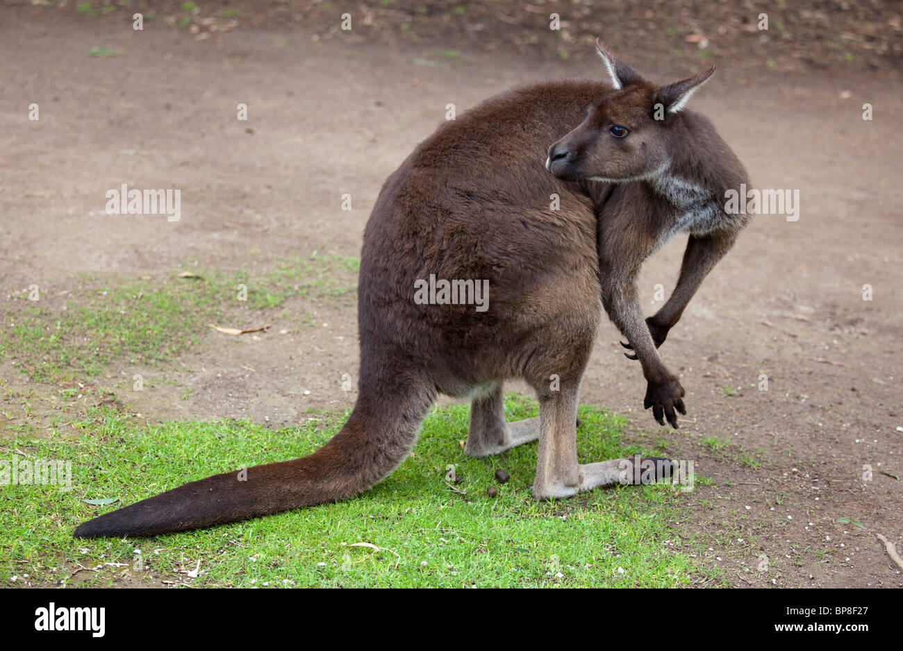 Red and grey kangaroo hi-res stock photography and images - Alamy