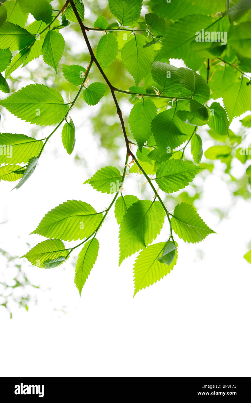 Green spring leaves isolated on white background Stock Photo - Alamy