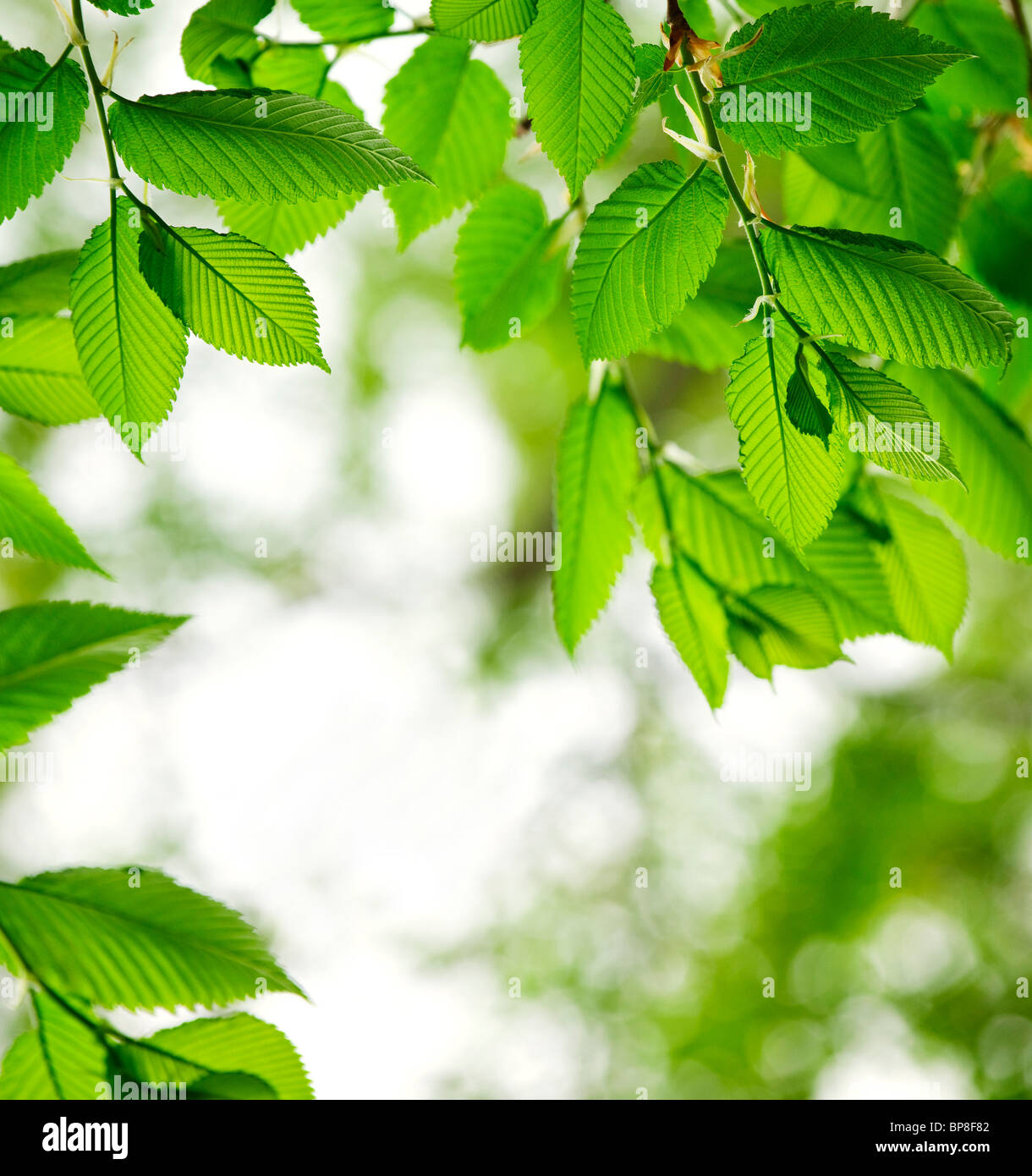 Elm leaves hi-res stock photography and images - Alamy