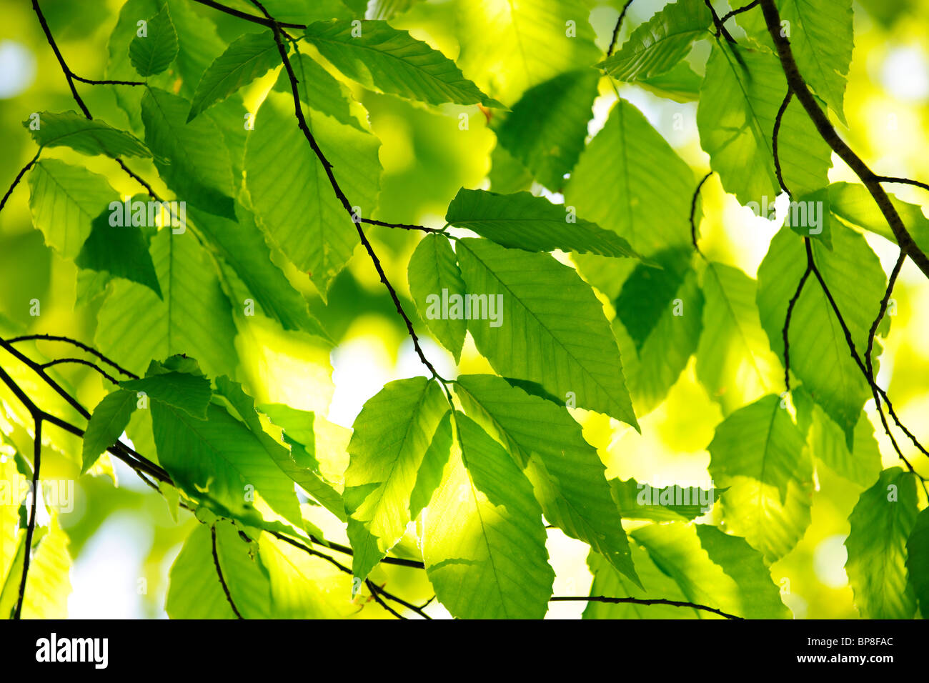 Green spring tree leaves in sunshine, natural background Stock Photo ...