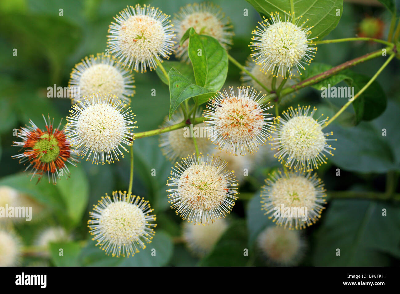 Button bush buttonbush white blossom close up Cephalanthus occidentalis ...