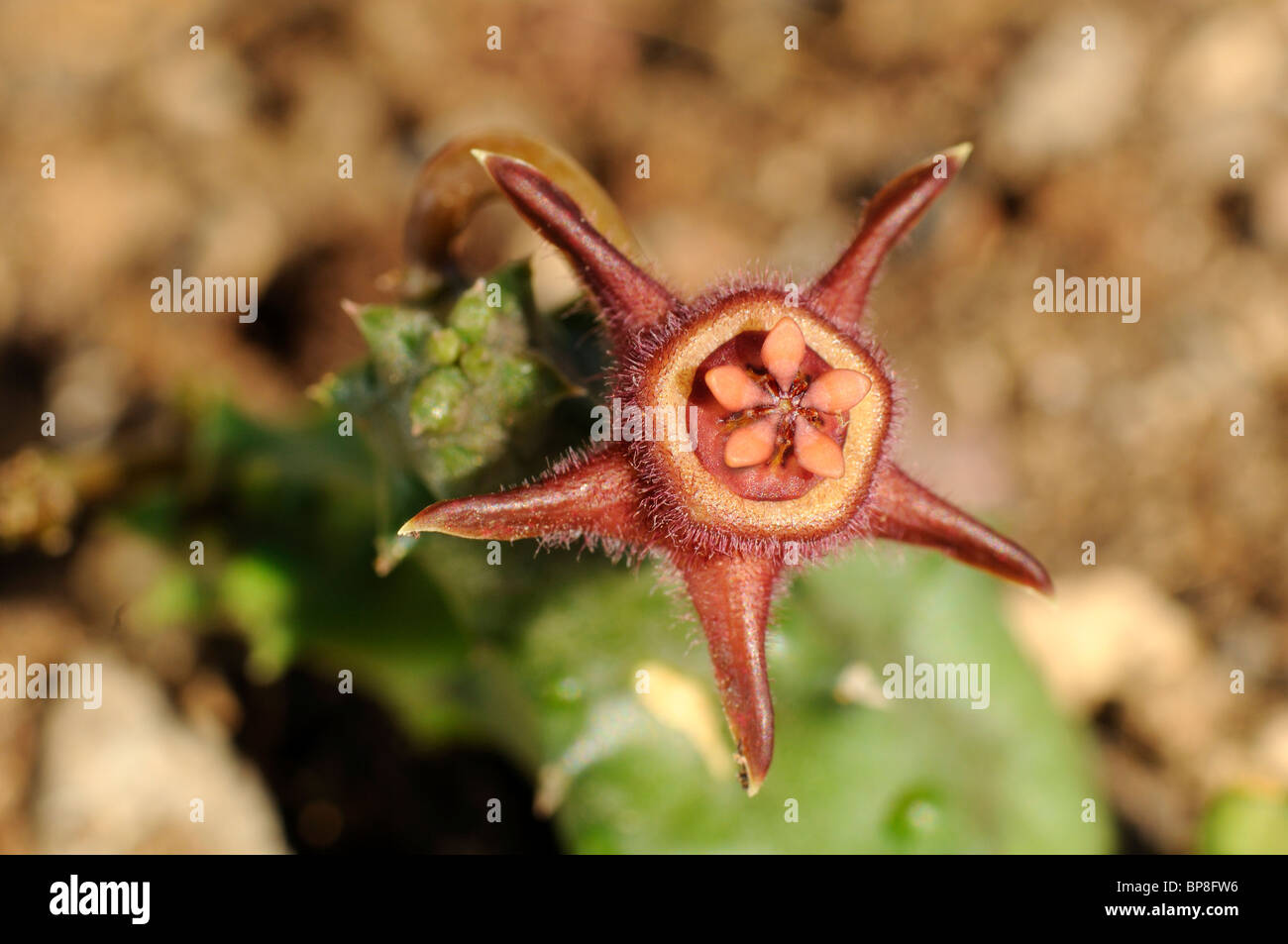Pubescens hi-res stock photography and images - Alamy