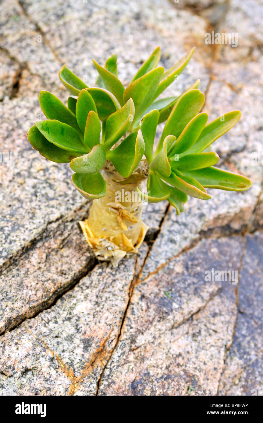 Young plant of botterboom, Tylecodon paniculatus, Richtersveld, South ...