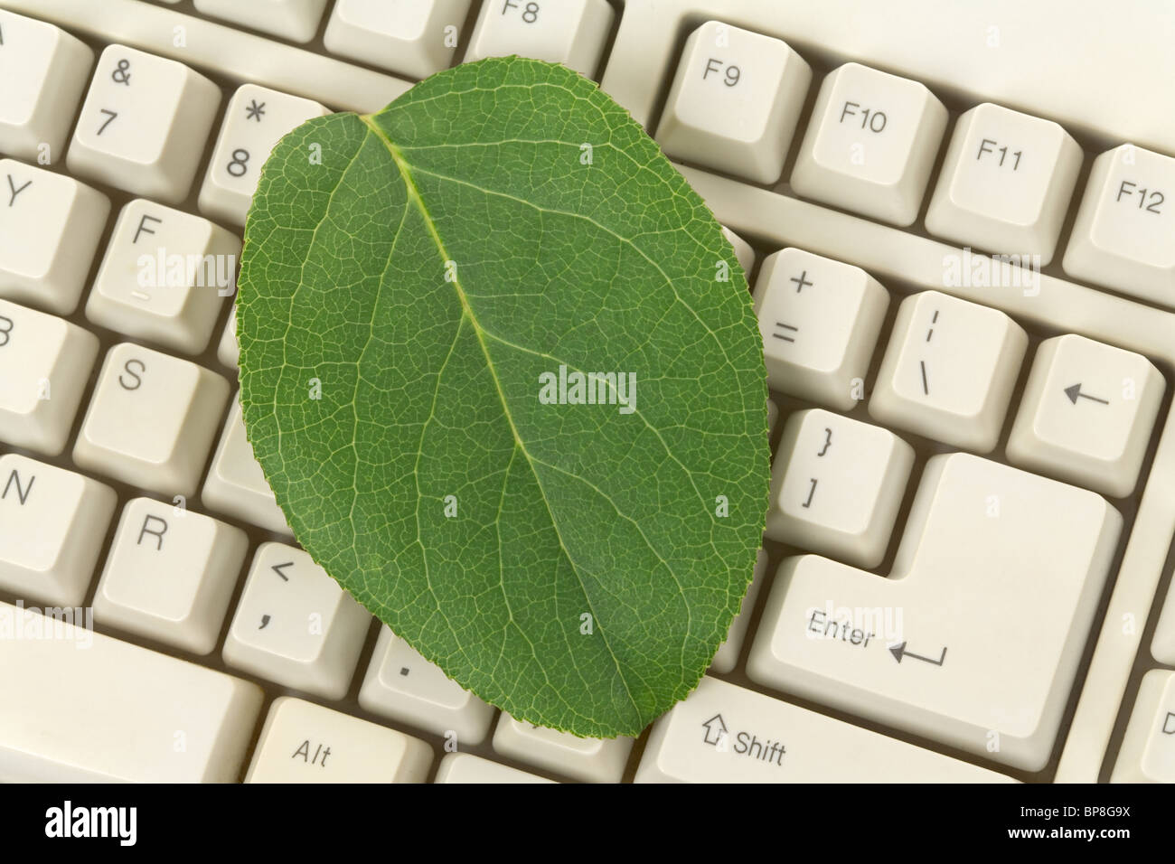 Computer Keyboard and Green leaf, concept of Environmental Conservation ...