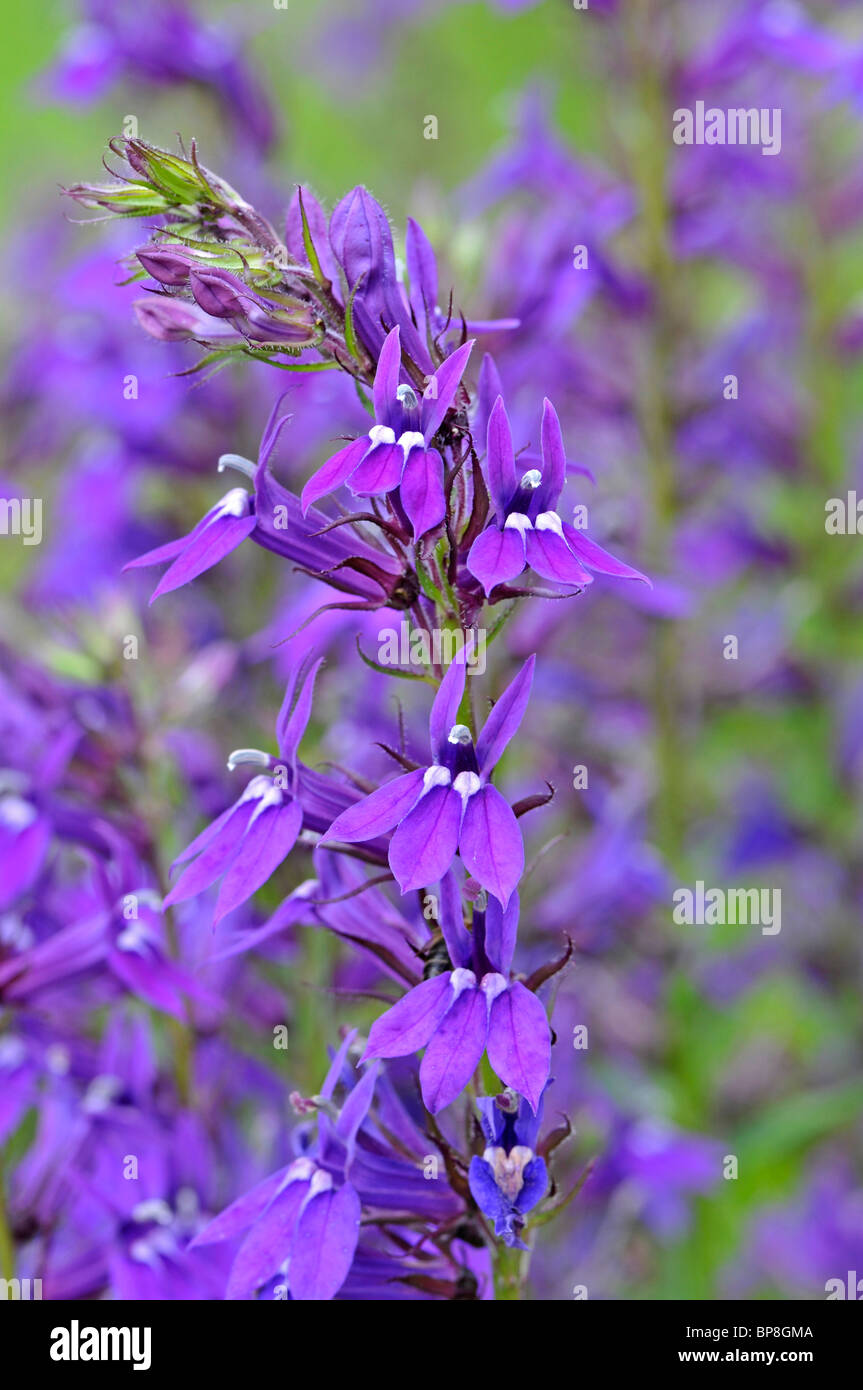 Lobelia: Lobelia x speciosa "Vedrariensis Stock Photo - Alamy