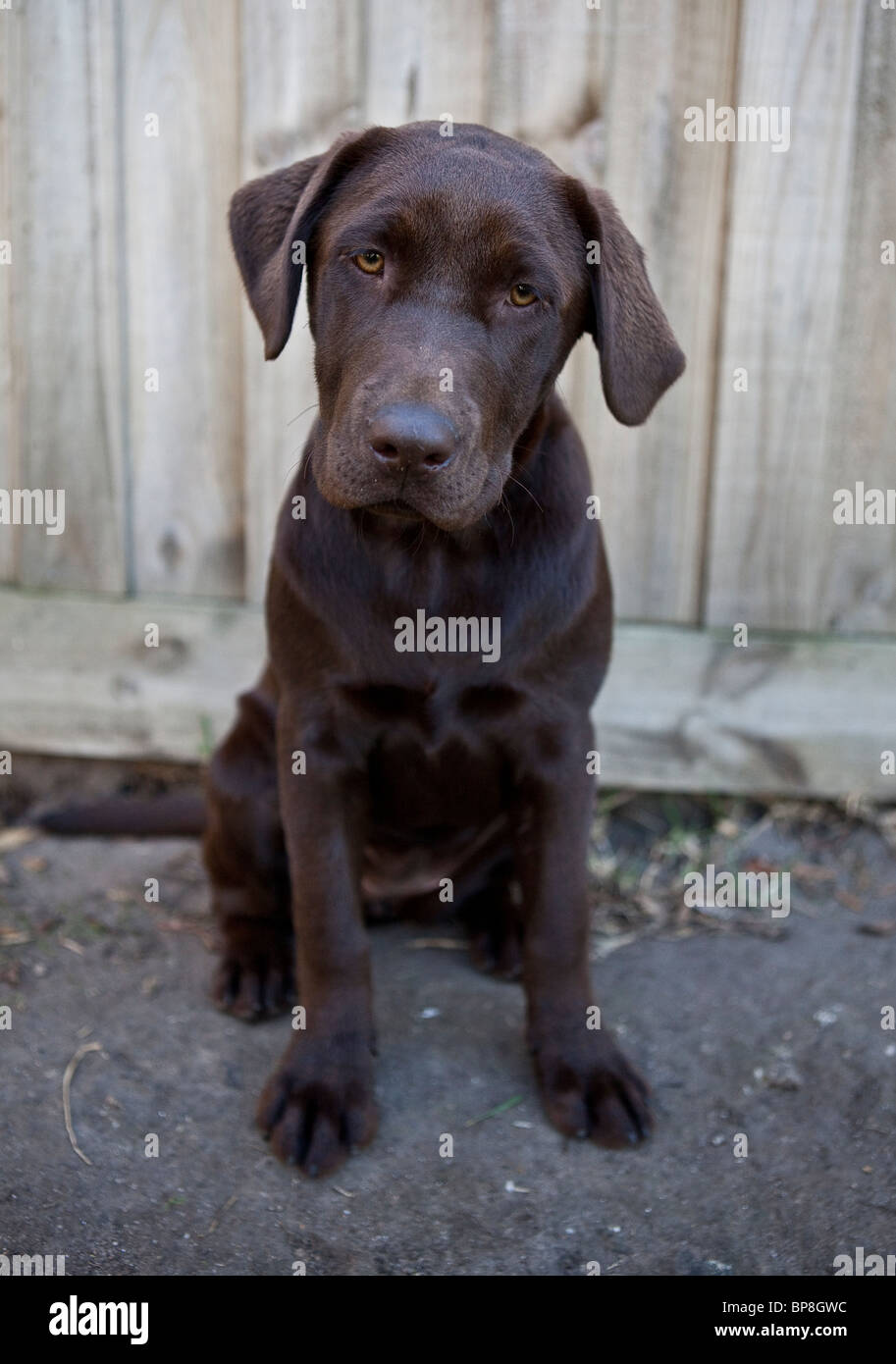 Chocolate brown Labrador puppy Stock Photo - Alamy