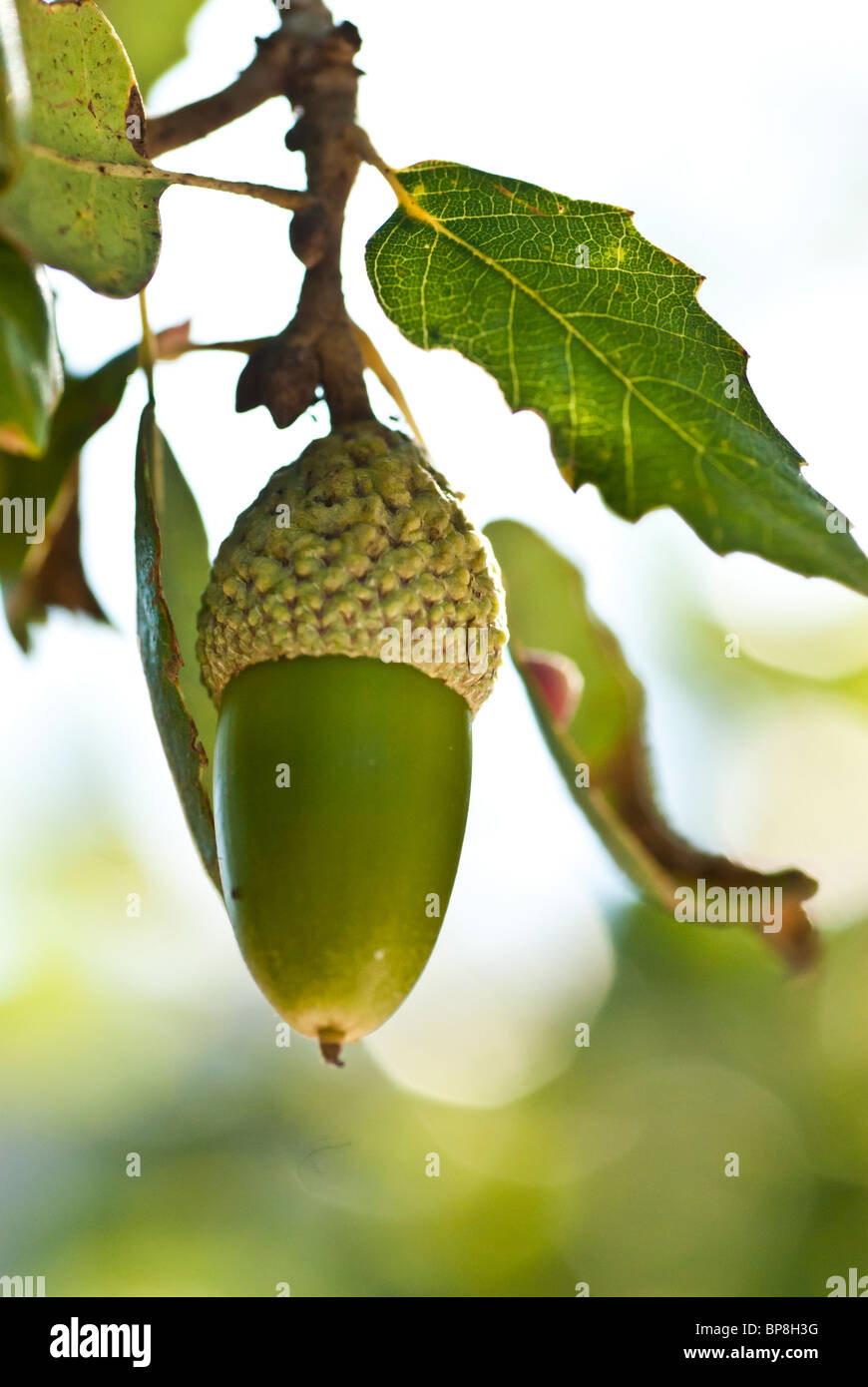Cork Oak Acorn