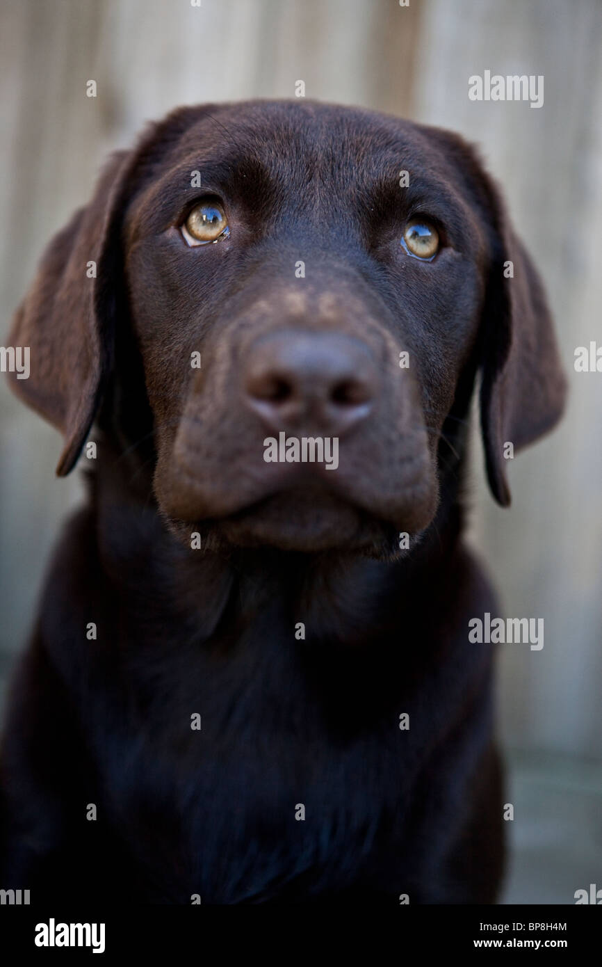 Chocolate brown Labrador puppy Stock Photo - Alamy
