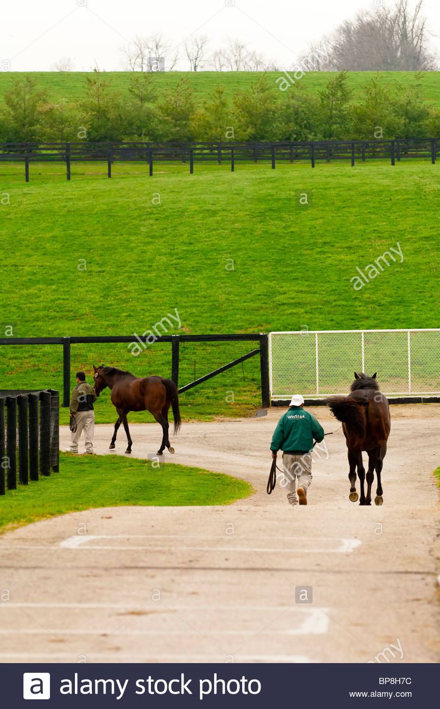 Stallions Stock Photos & Stallions Stock Images - Alamy