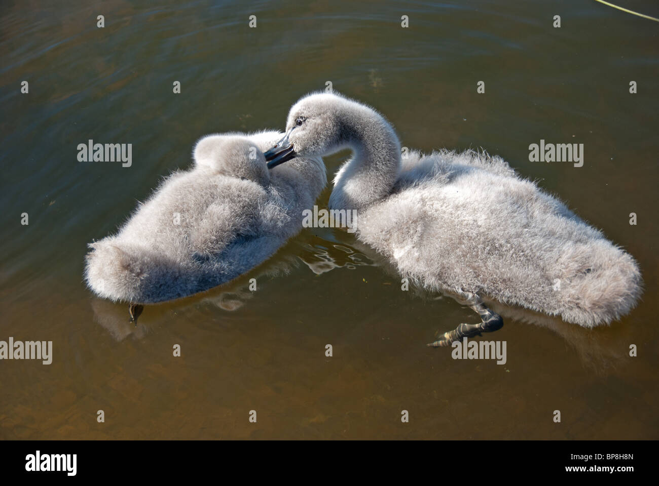 Wake Up – Cygnets are covered in grey down. They are able to swim and ...