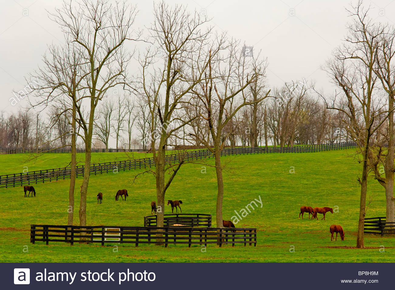 Winstar Farm Thoroughbred Horse Farm Stock Photos & Winstar Farm Thoroughbred Horse Farm Stock ...