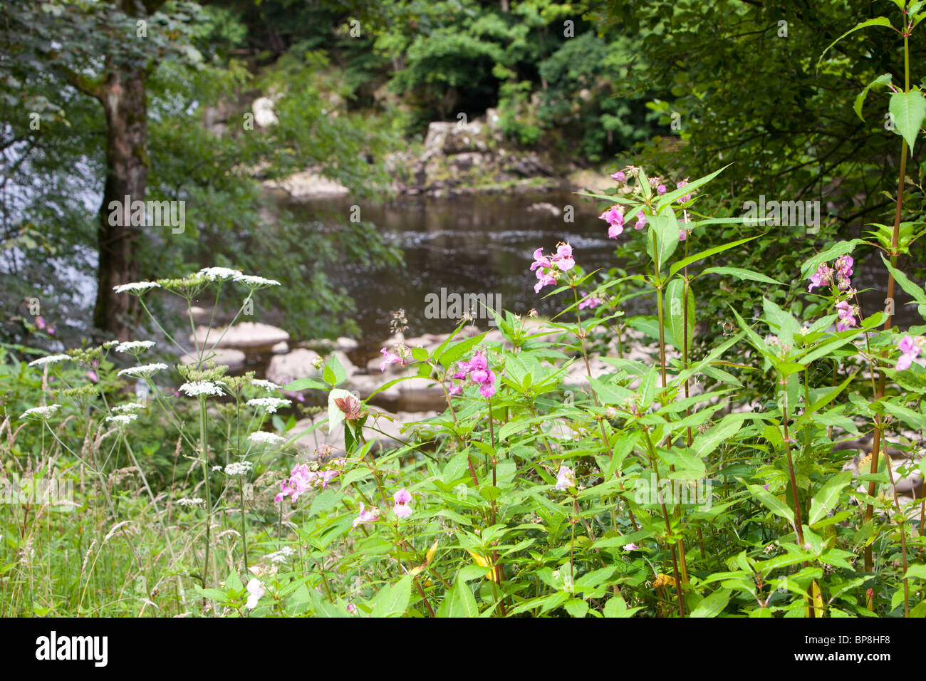 Himalayan Balsam (Impatiens glandulifera) a highly invasive foreign ...