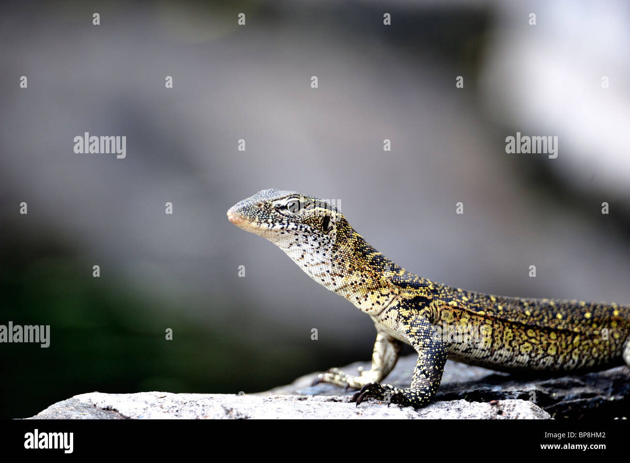 Unidentified lizard species, Lake Baringo region, Rift Valley, Kenya ...