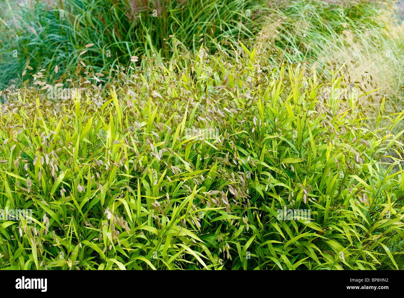 Variegated Northern Sea Oats