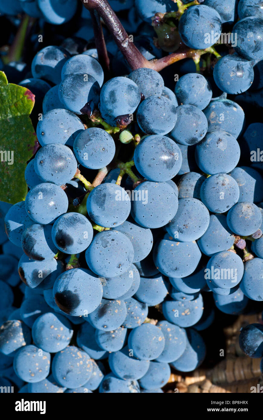 Concord grapes in vineyard Lebanon Middle East Stock Photo - Alamy