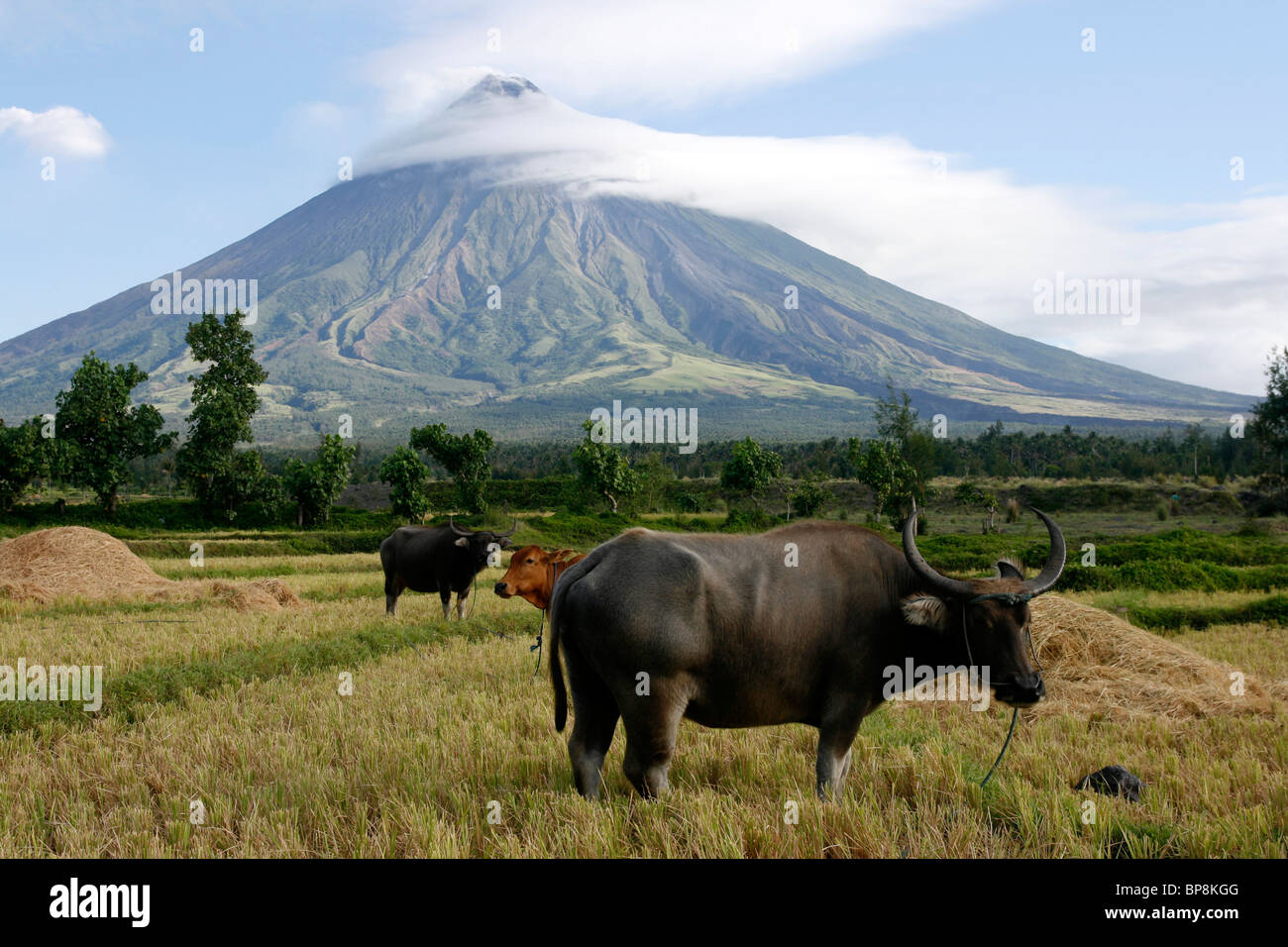 Mount rice hi-res stock photography and images - Alamy