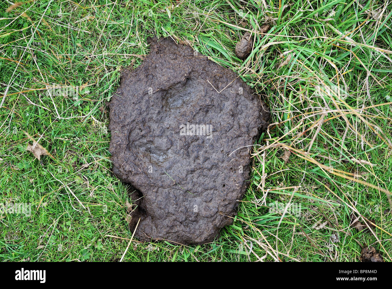 Cow pat hi-res stock photography and images - Alamy