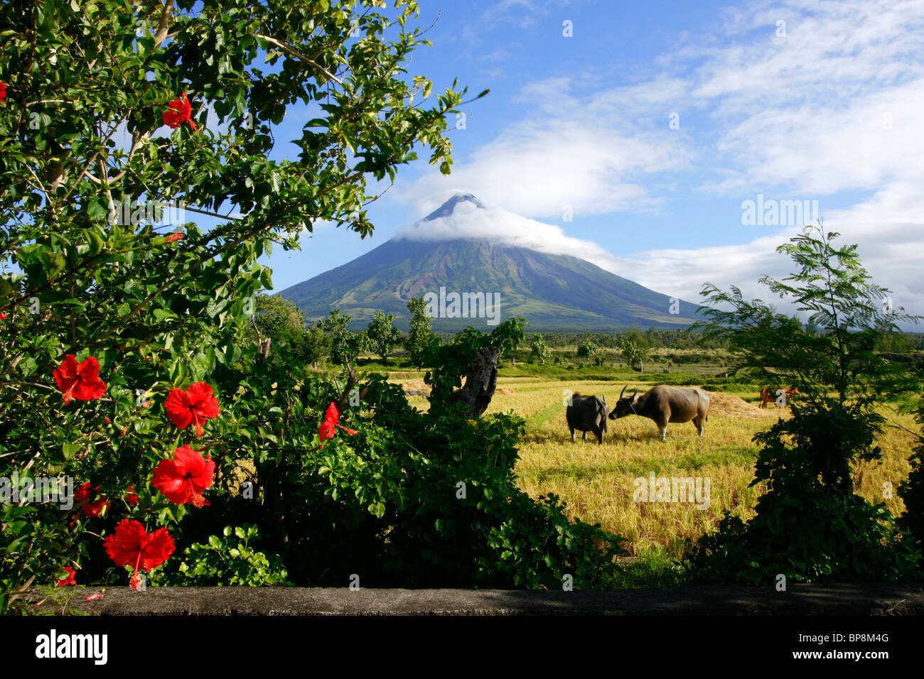 Mayon mount hi-res stock photography and images - Alamy