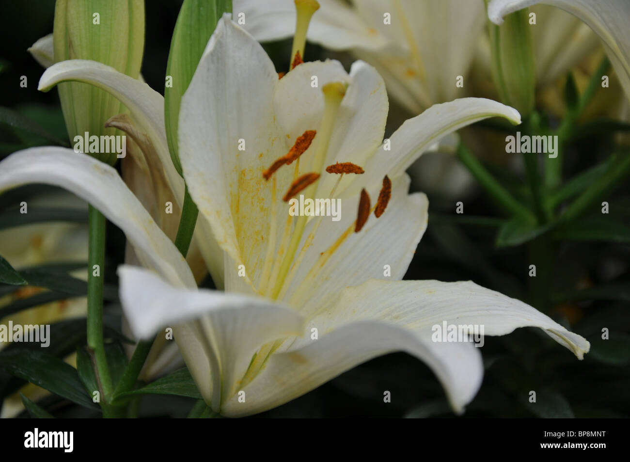 Lilley hi-res stock photography and images - Alamy