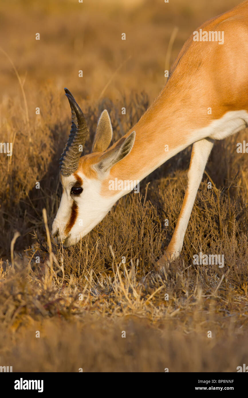 Young Springbok feeding on the Karoo grassfields Stock Photo - Alamy