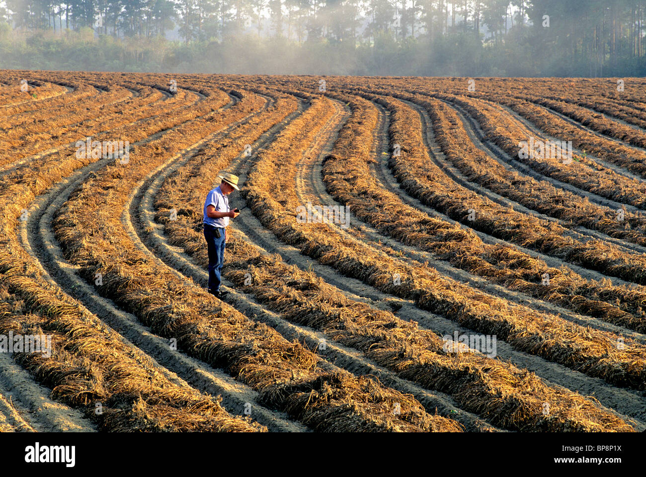 Harvesting peanuts usa hi-res stock photography and images - Alamy