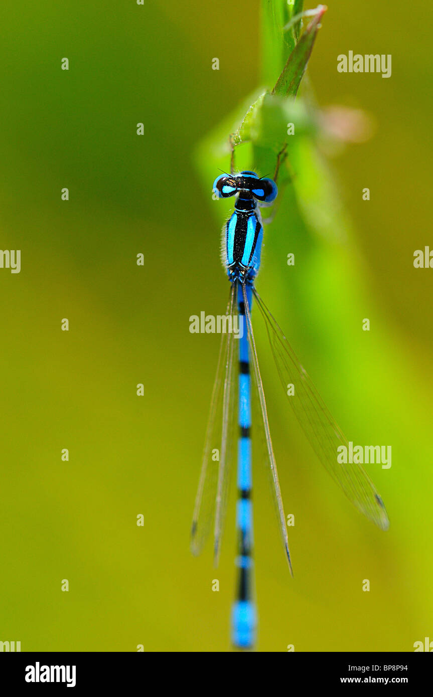 Argia hi-res stock photography and images - Alamy