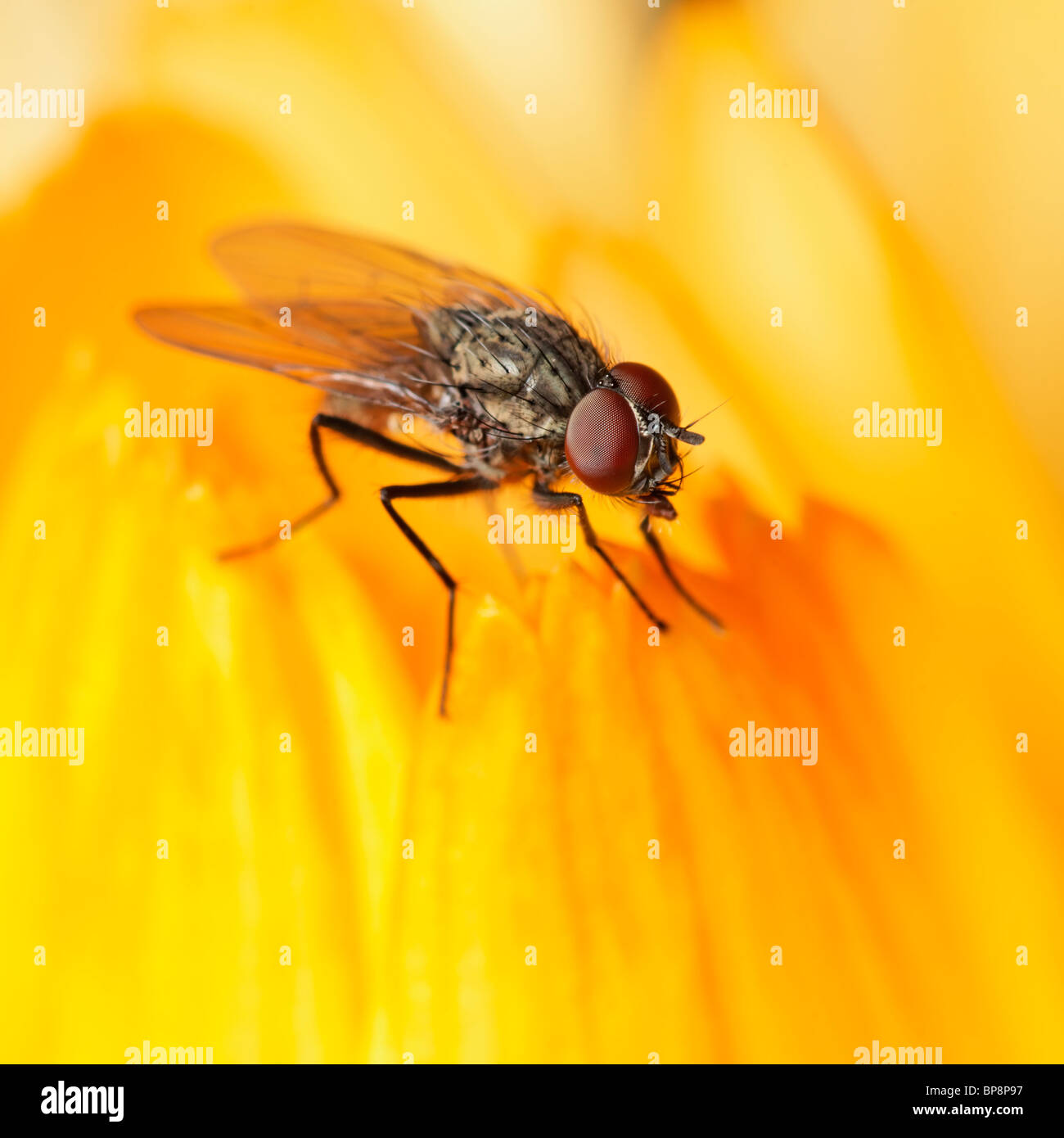 Fly insect hi-res stock photography and images - Alamy