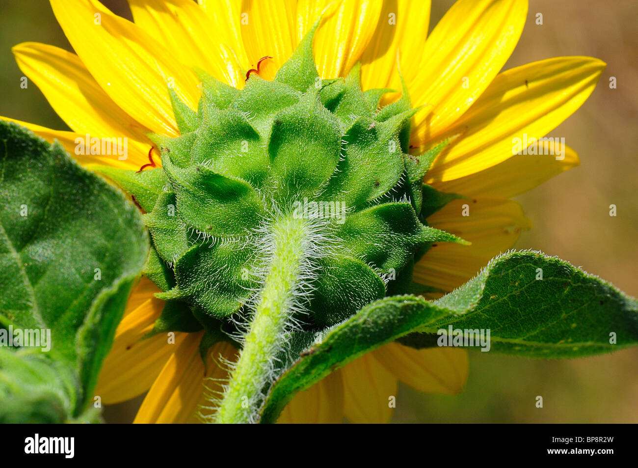 Sunflower from behind Stock Photo - Alamy