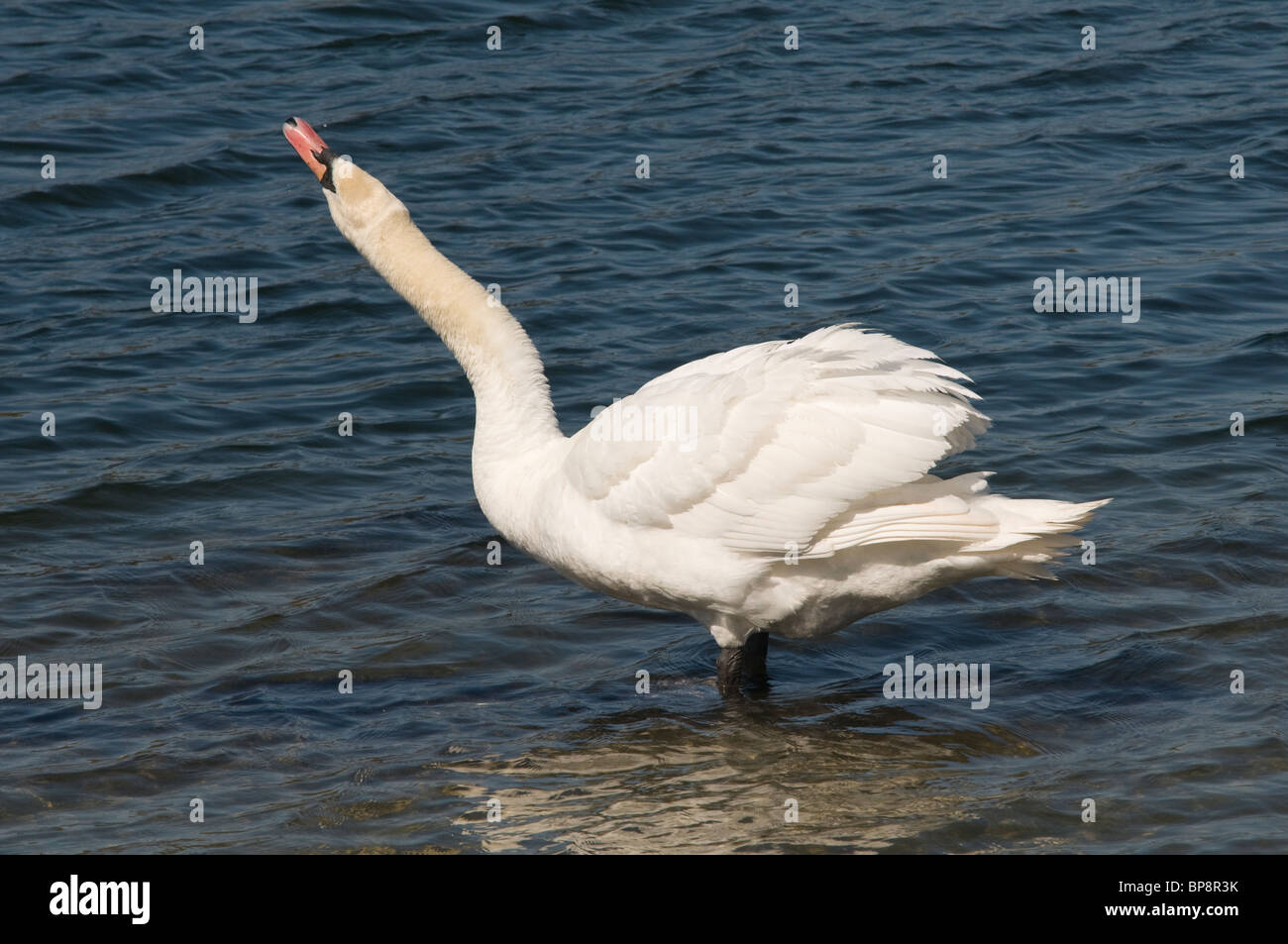 Stretching bird hi-res stock photography and images - Alamy