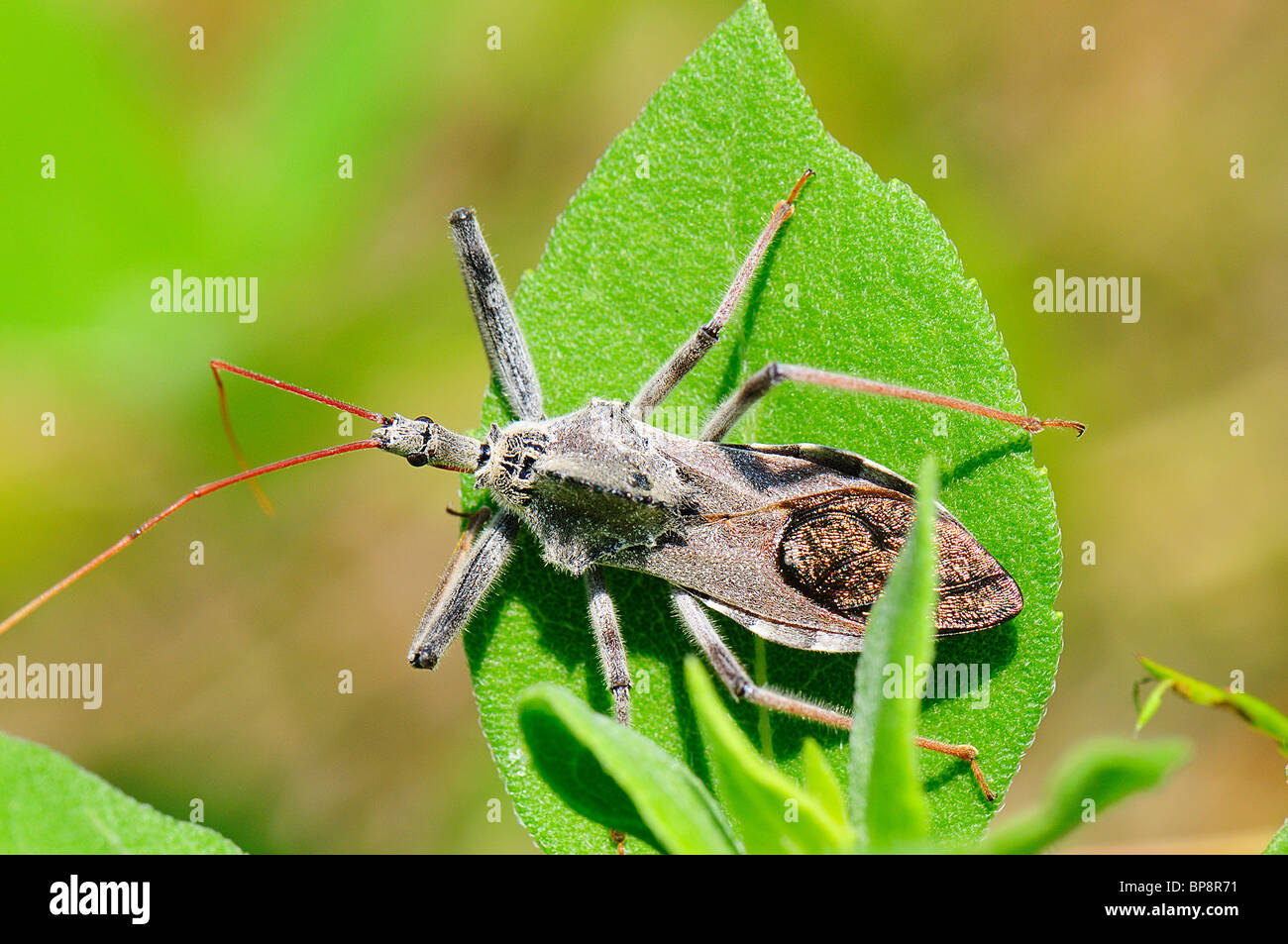 Wheel Bug - Arilus cristatus Stock Photo - Alamy