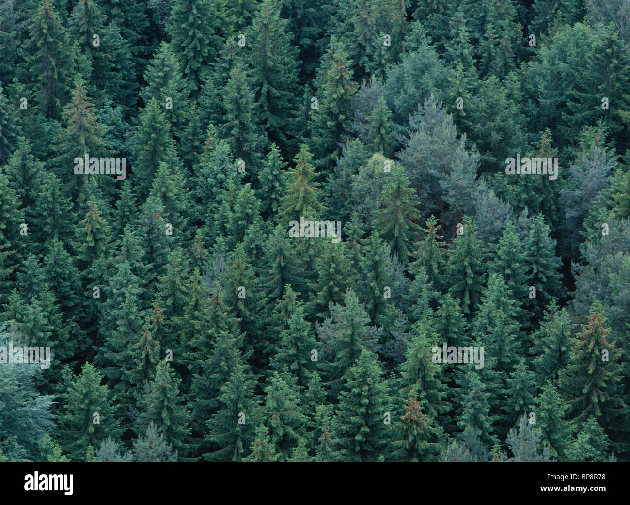 Forest of Pine Trees Stock Photo - Alamy