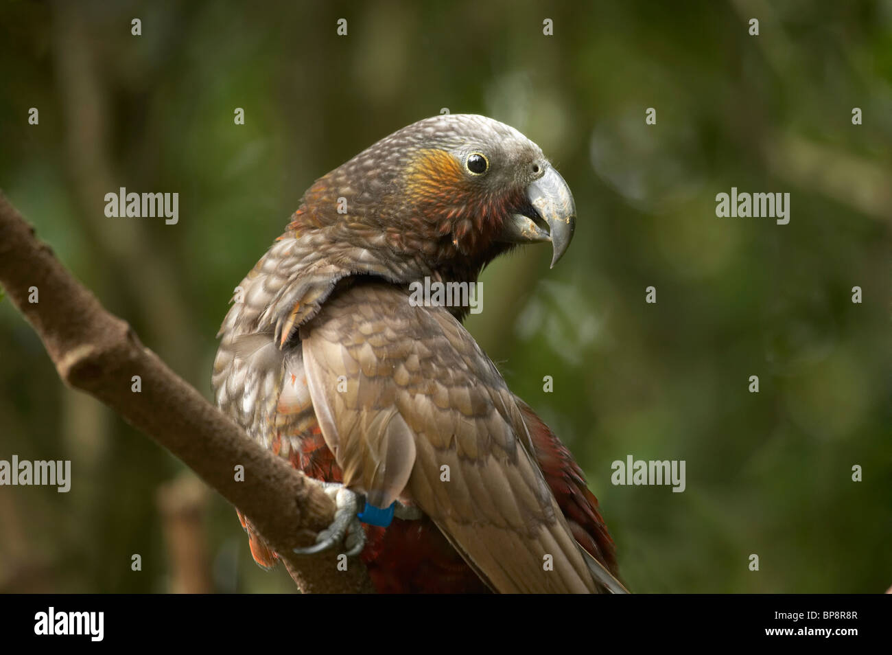 Kaka hi-res stock photography and images - Alamy