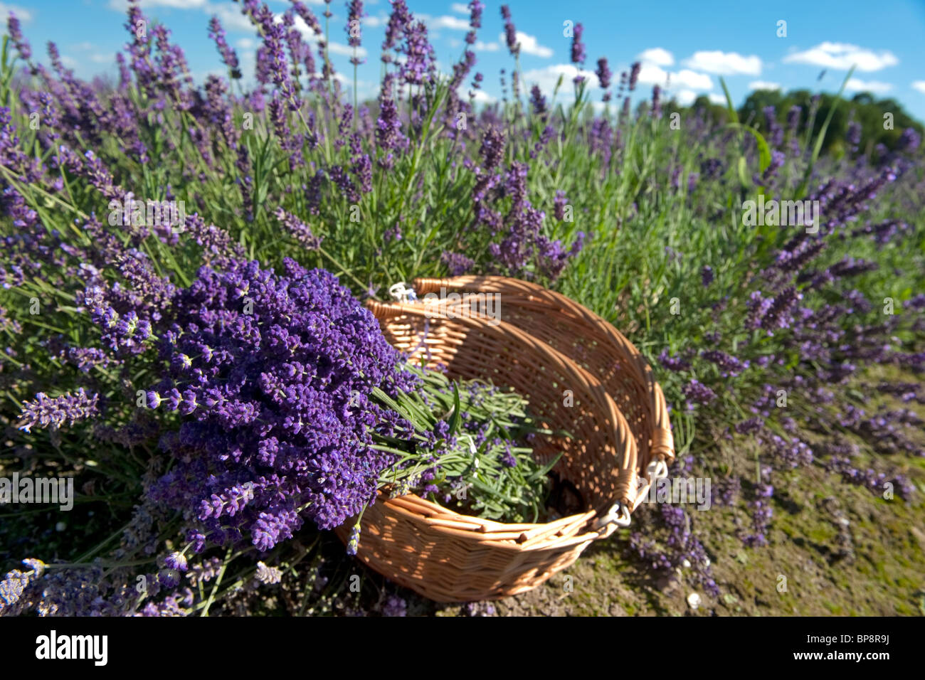 Picking Lavender in the fields and collect them in a cane basket Stock ...
