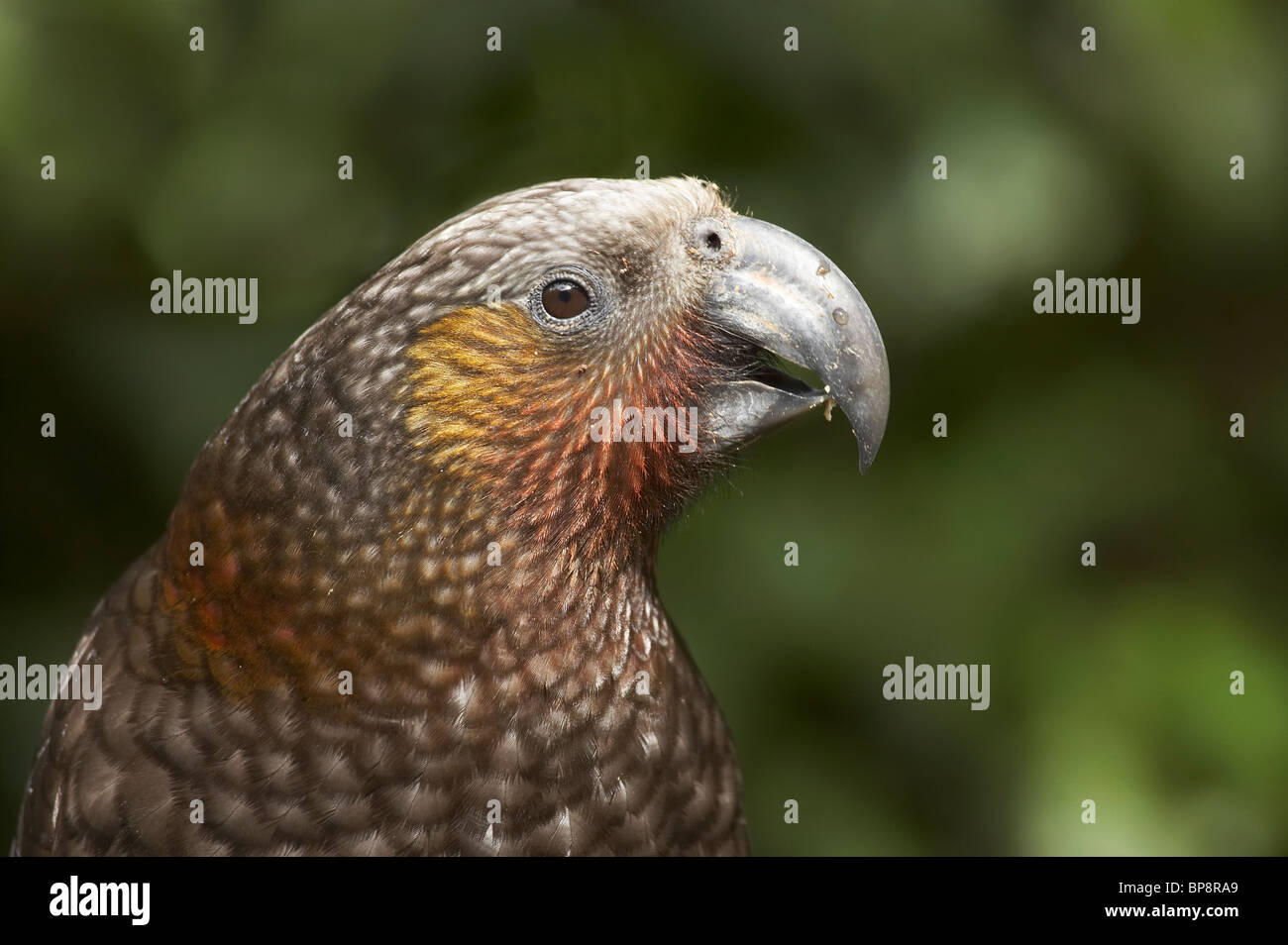 Kaka, (Nestor meridionalis), Karori Wildlife Sanctuary, Wellington ...