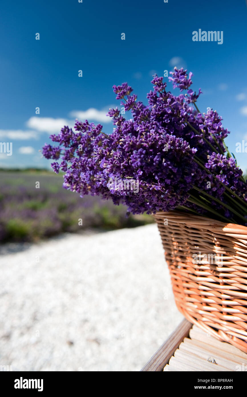 Picking Lavender in the fields and collect them in a cane basket Stock ...