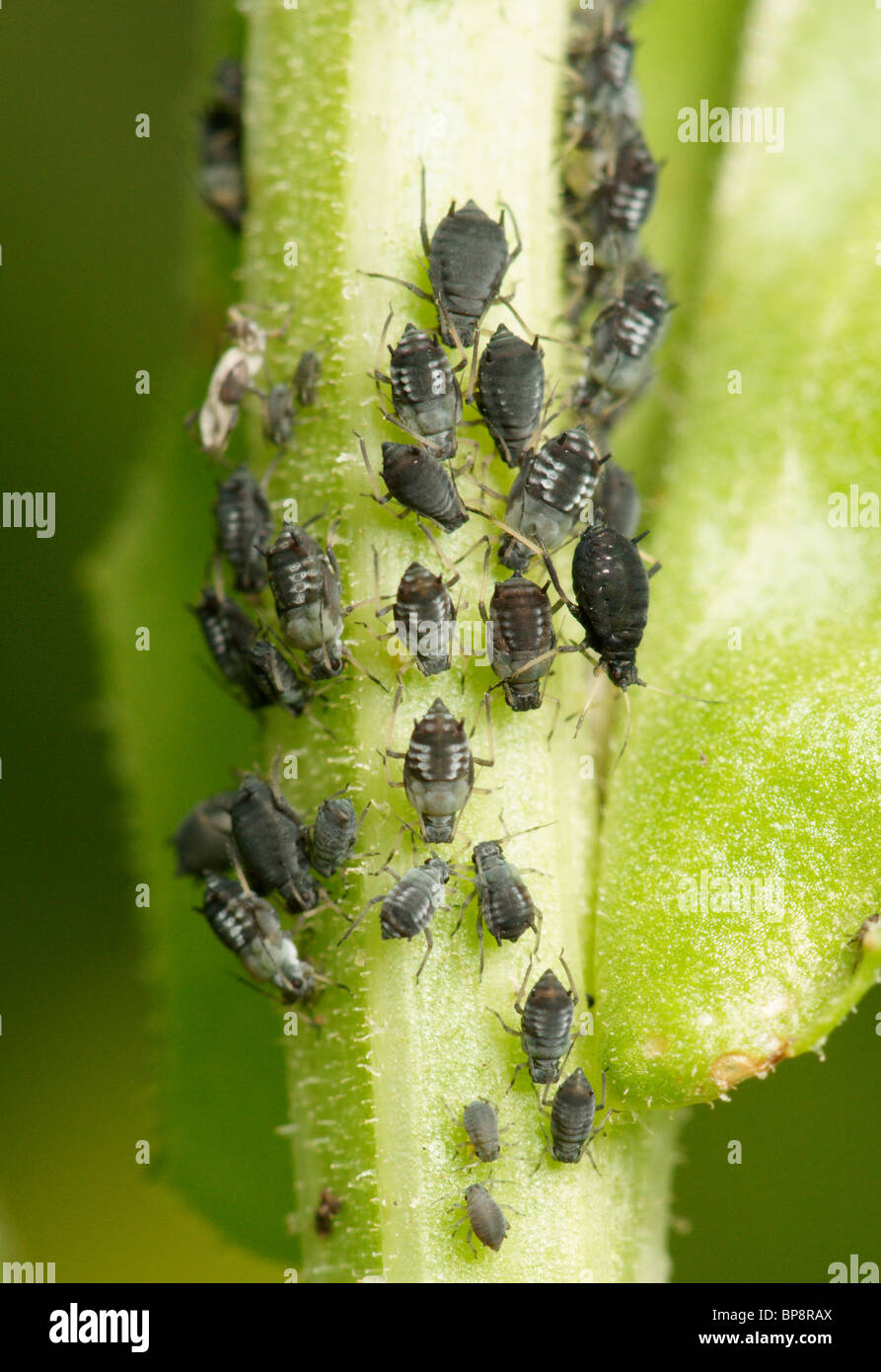 Blackfly aphid hi-res stock photography and images - Alamy