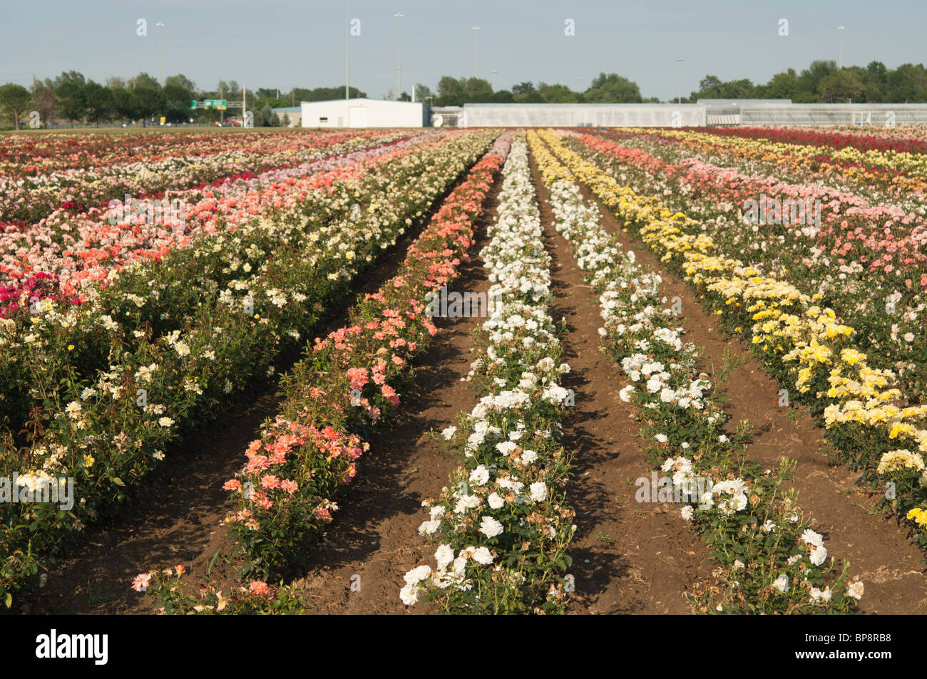 Farm roses hi-res stock photography and images - Alamy