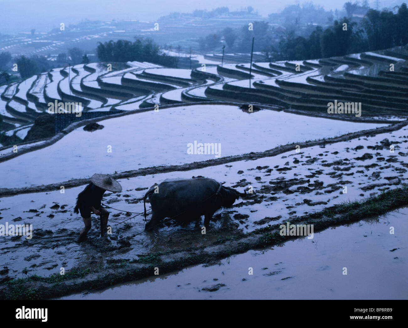 A Farmer and His Cow in a Snowy Field. Sichuan Province, China Stock ...