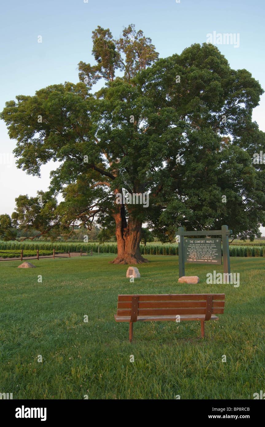 Comfort sugar maple tree hi-res stock photography and images - Alamy