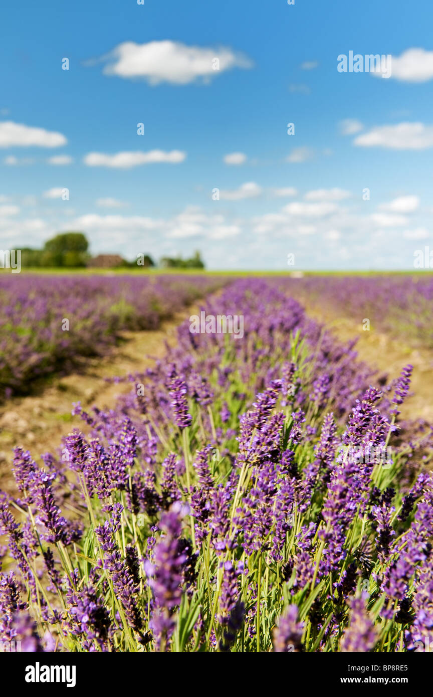 Dutch landscape in the Flevopolder with Lavender in the fields Stock ...