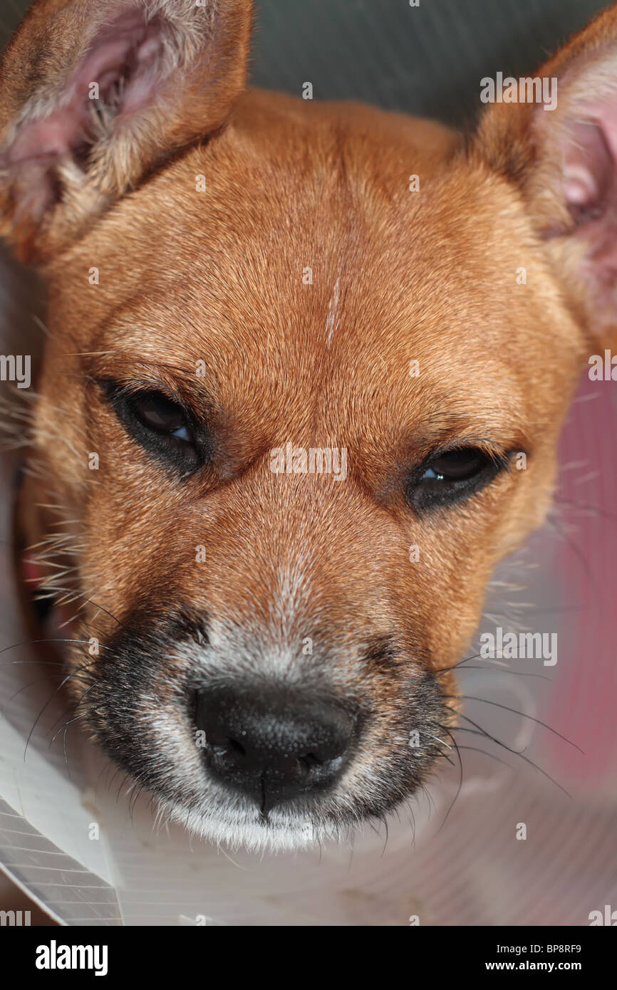 Small dog with neck support hi-res stock photography and images - Alamy