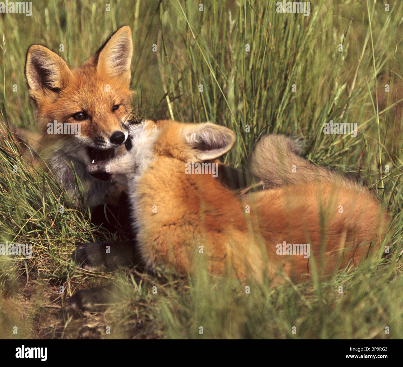 Red fox pups playing in Killarney Provincial Park, Ontario, Canada ...