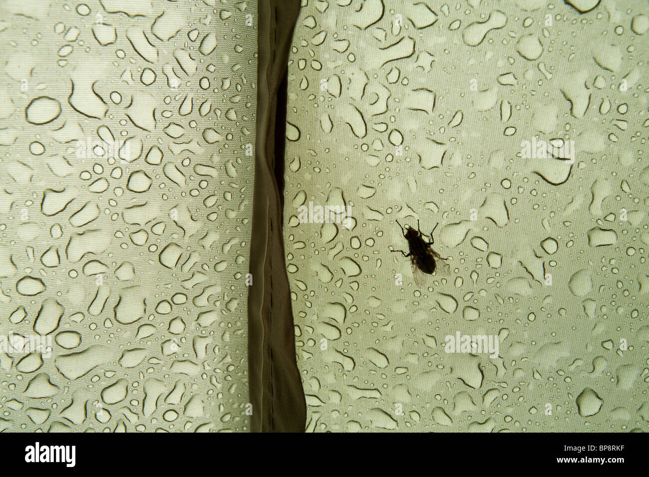 A fly takes shelter on the underside of a tent in the rain Stock Photo ...