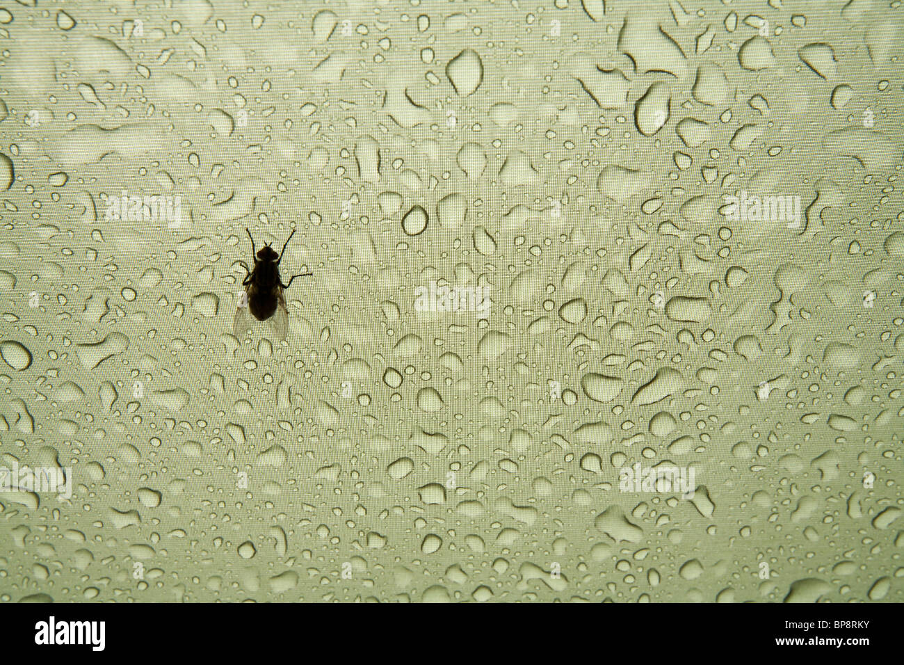 A fly takes shelter on the underside of a tent in the rain Stock Photo ...