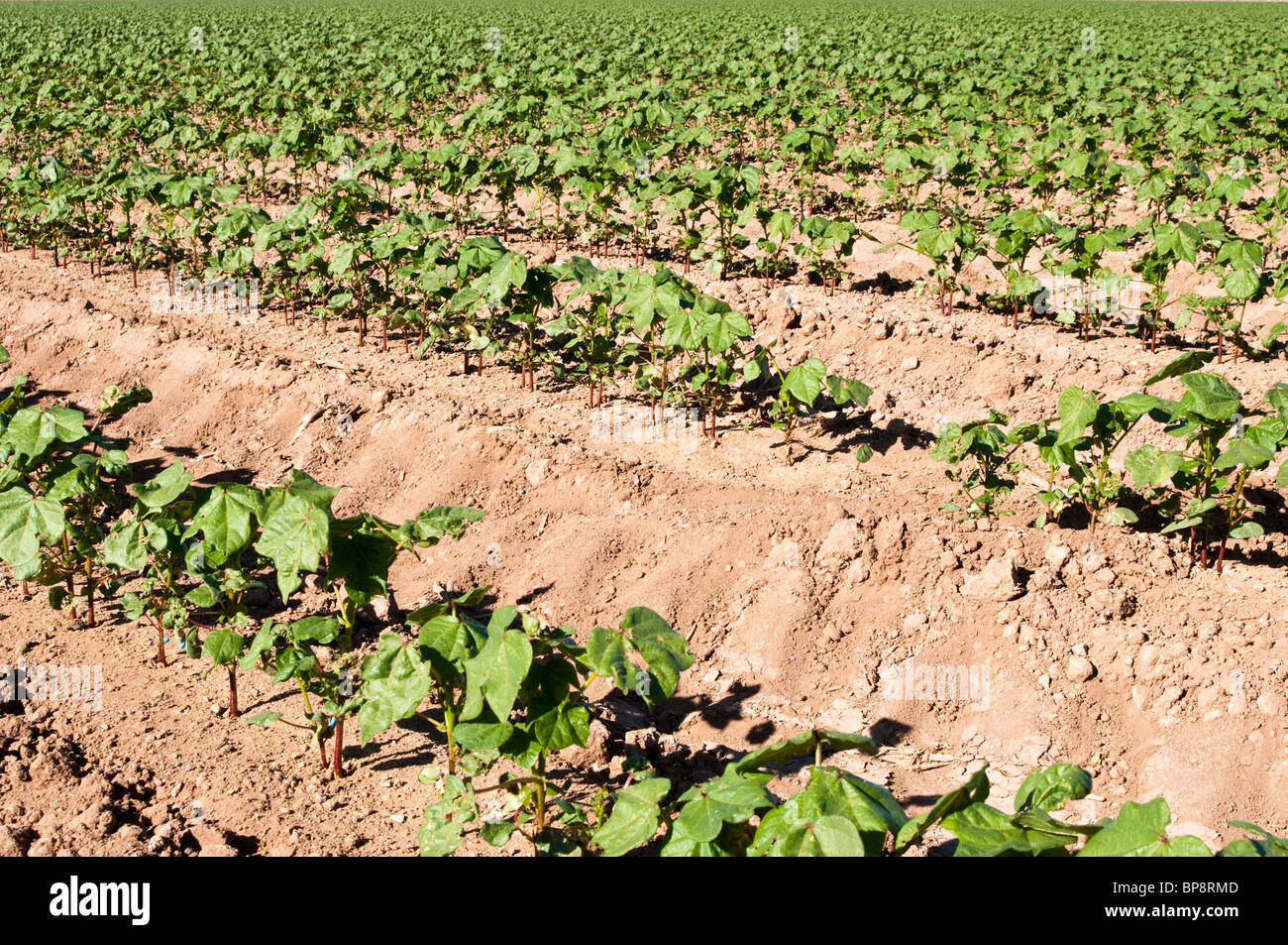 Cotton plants growing in soil hi-res stock photography and images - Alamy