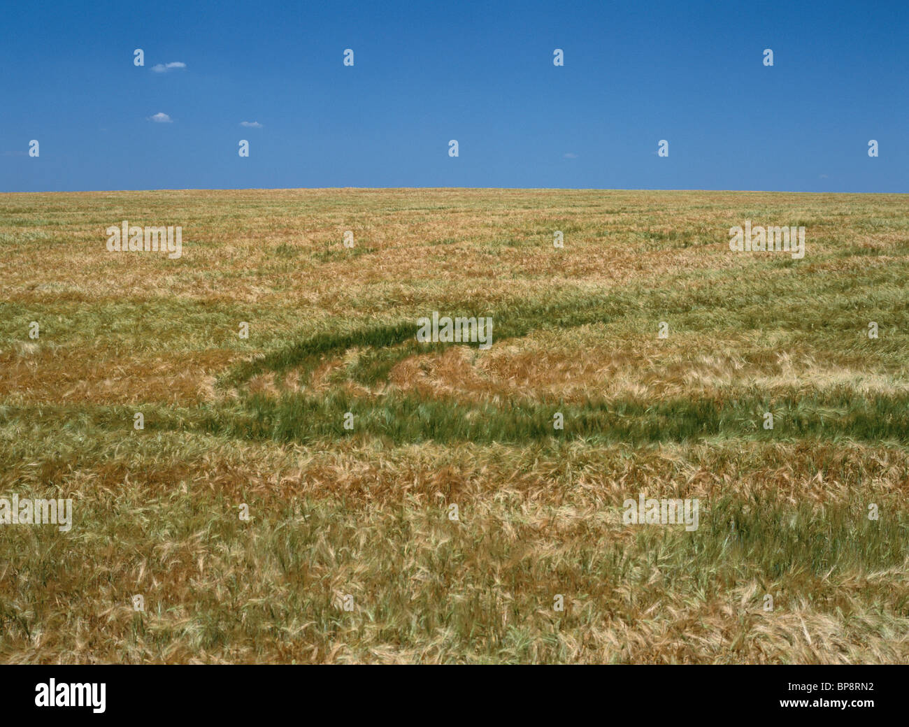 A Vast Field of Wheat and Blue Sky. Germany, Europe Stock Photo - Alamy