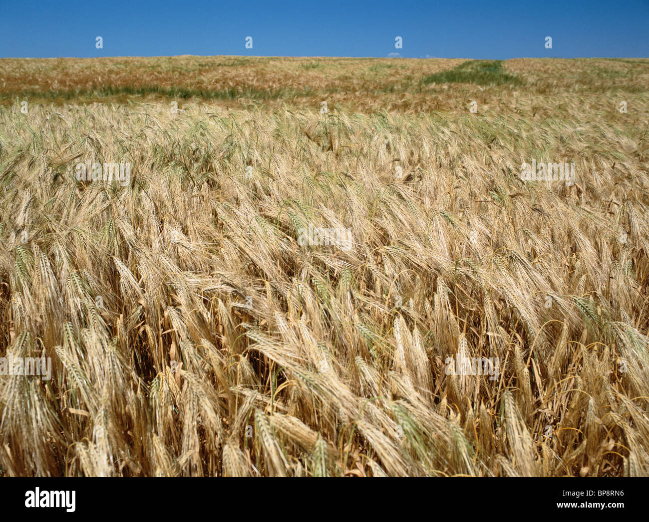 A Vast Field of Wheat and Blue Sky. Germany, Europe Stock Photo - Alamy