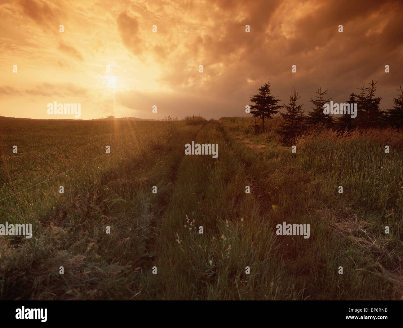 The Sun Setting Over a Rural Field and Trees. Germany, Europe Stock ...