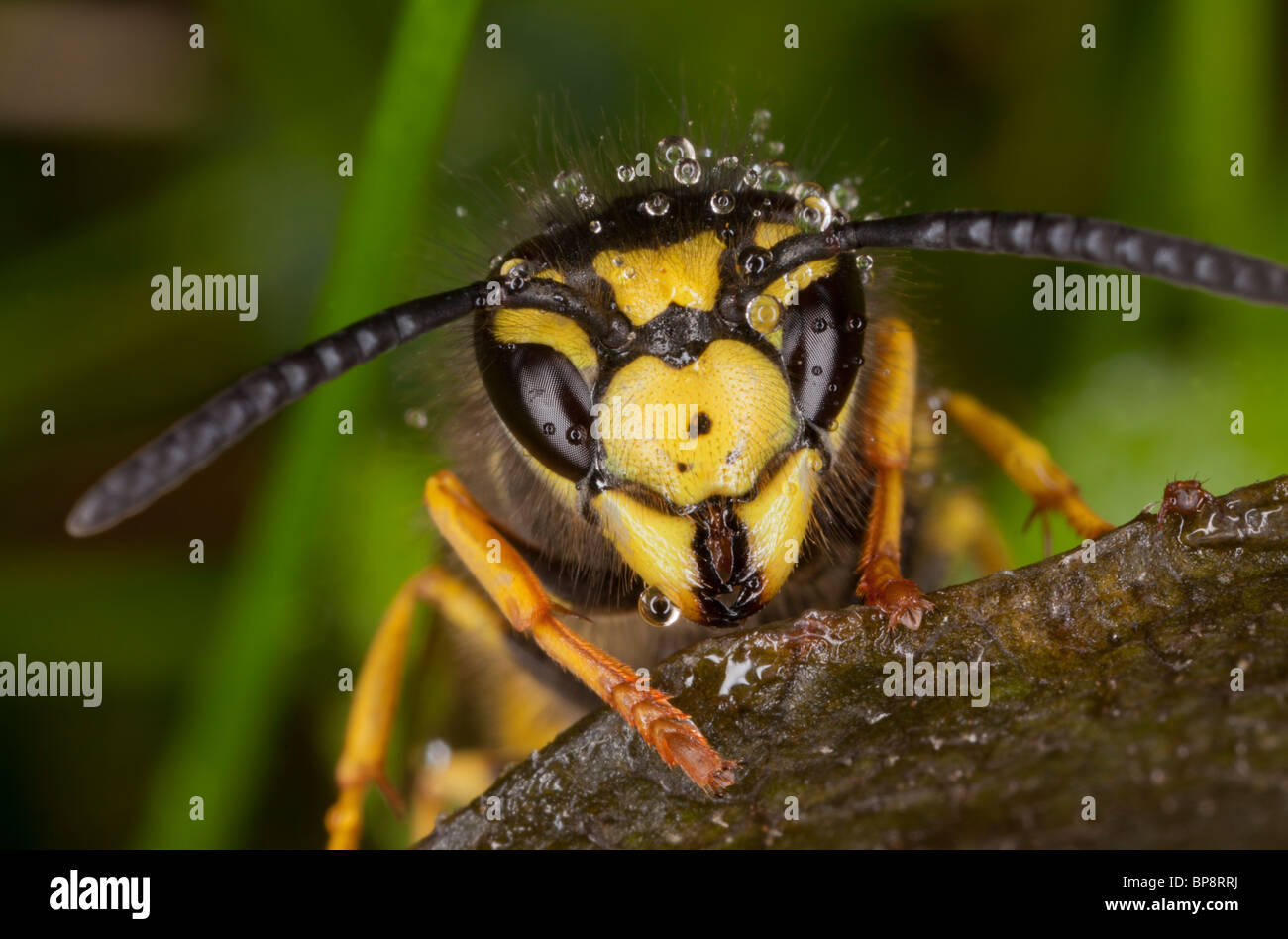 German wasp vespula germanica hi-res stock photography and images - Alamy